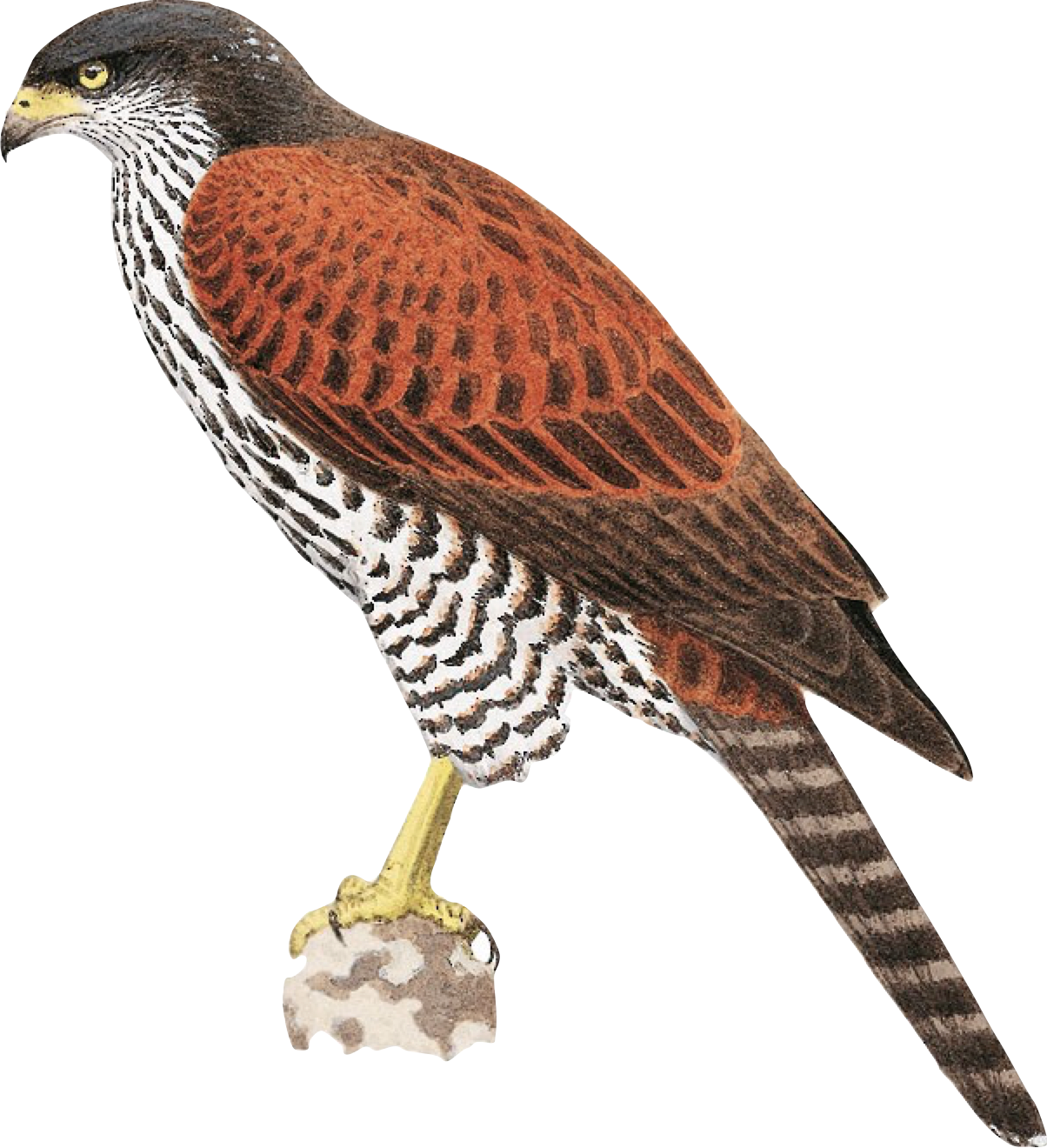 Chestnut-shouldered Goshawk | Search for Lost Birds
