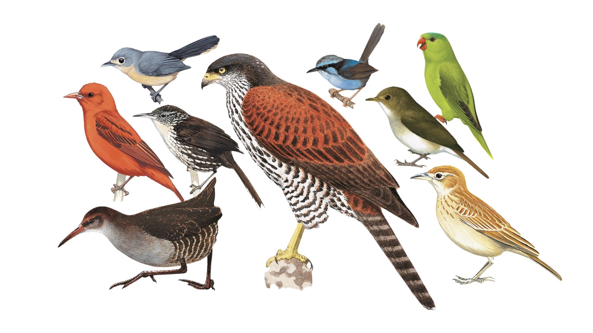 Updating the Lost Birds list to 2025 | Search for Lost Birds