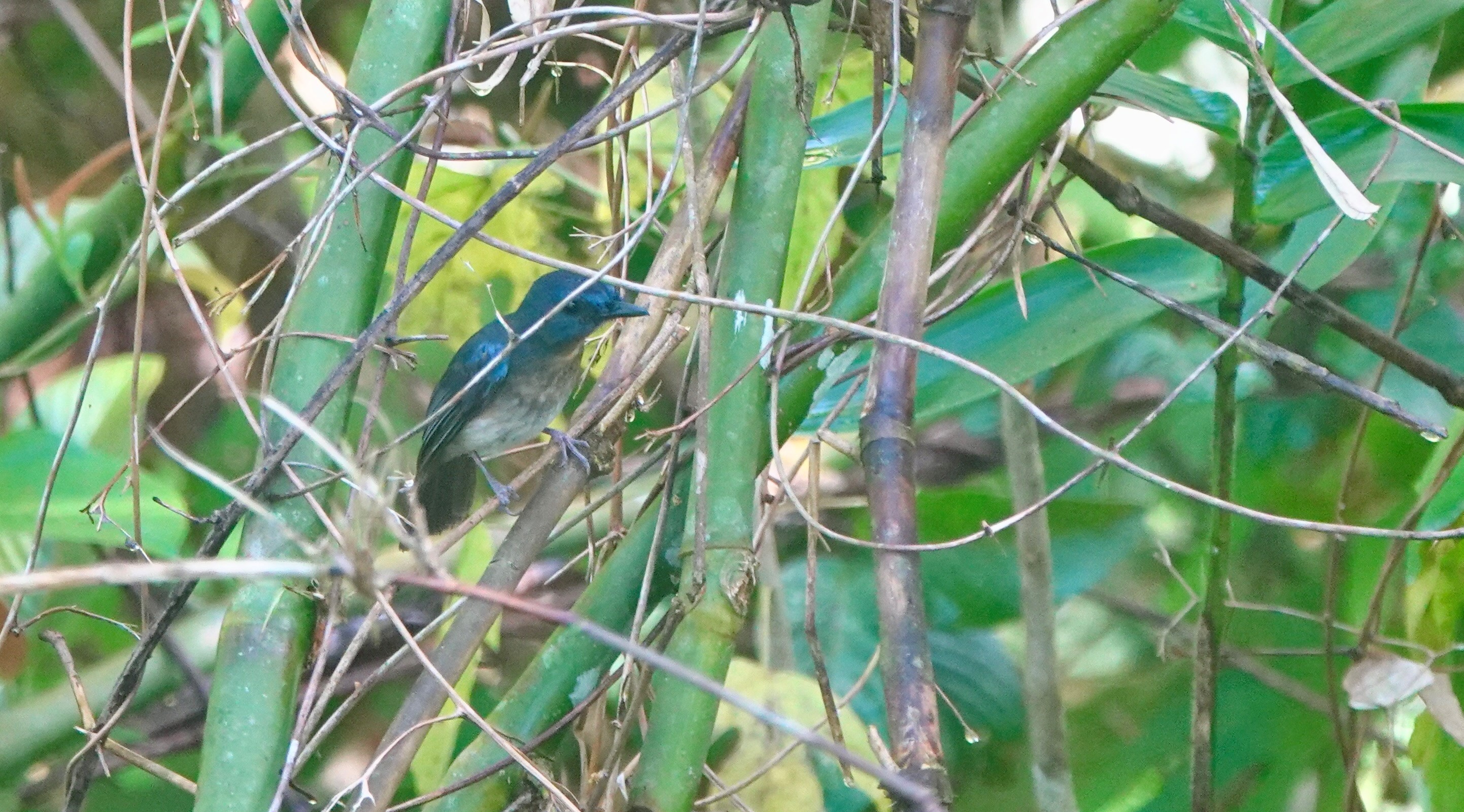 FOUND: Rufous-breasted Blue Flycatcher rediscovered in the Philippines after 17 years | Search ...