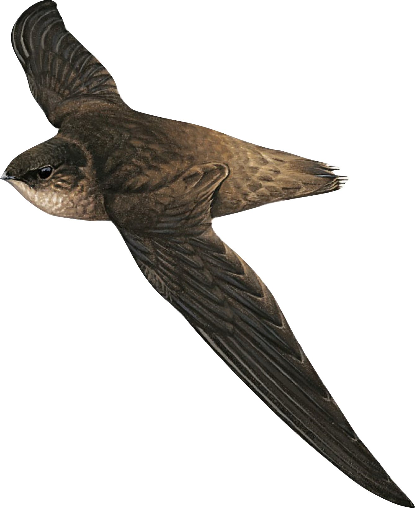 Ashy-tailed Swift | Search for Lost Birds
