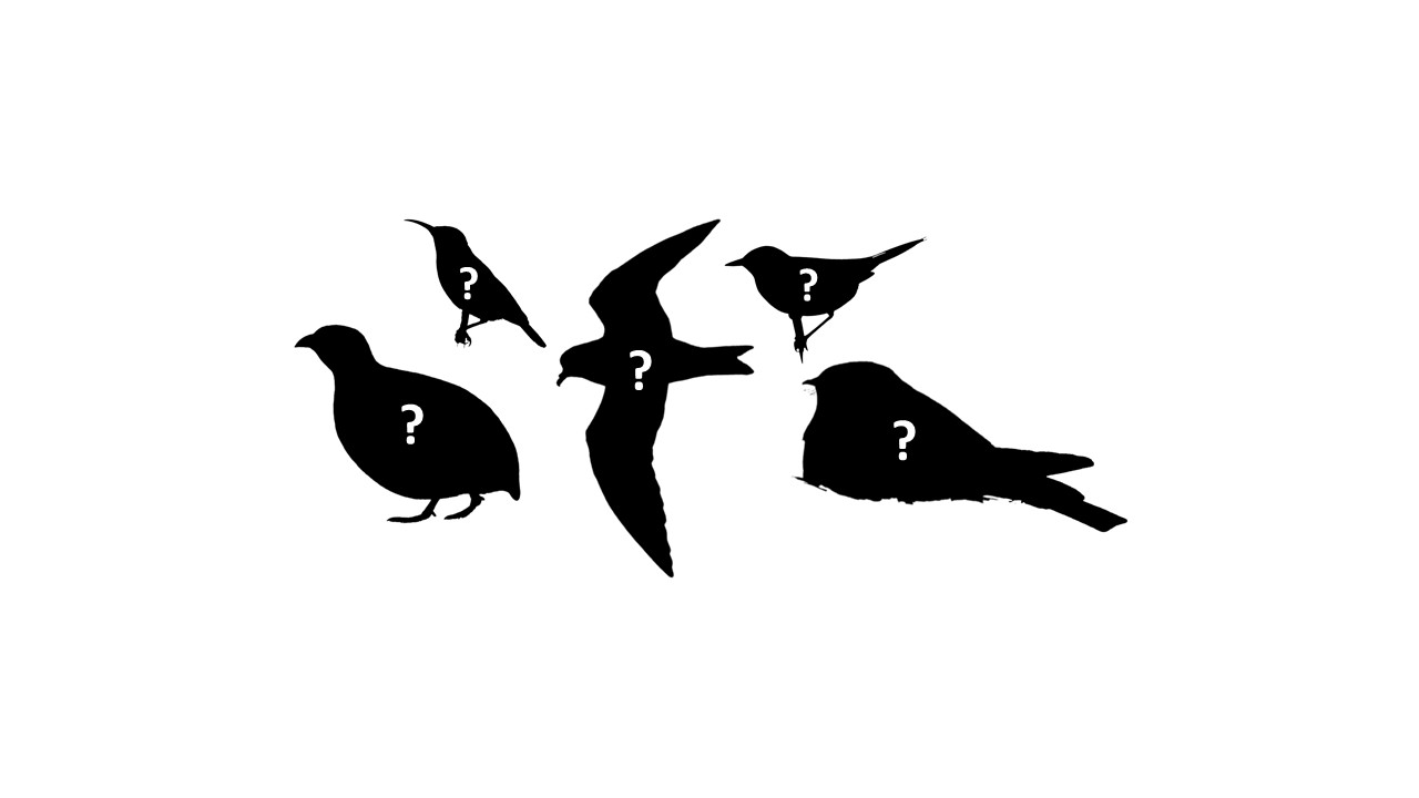 The Last Unphotographed Birds | Search for Lost Birds