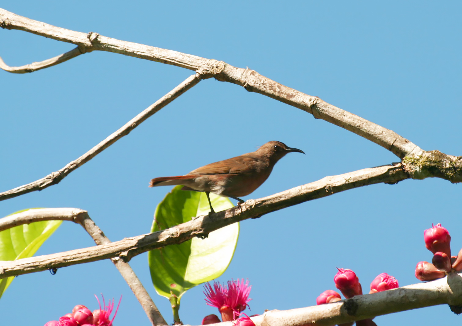 FOUND: How One of the Most Unexpected Lost Birds Was Photographed ...