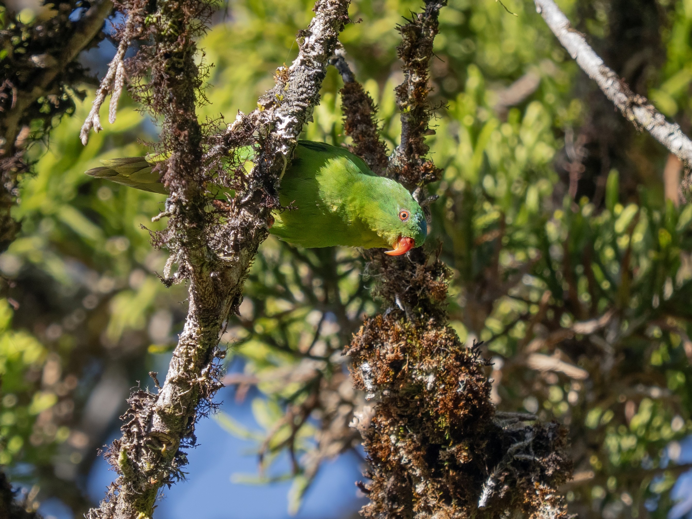 FOUND: Blue-fronted Lorikeet Documented in Buru's Remote Highlands ...