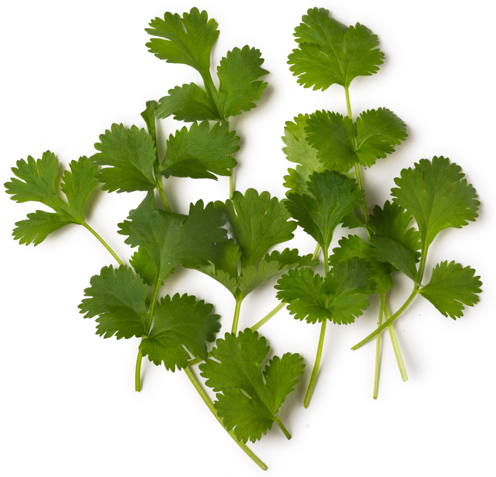 Coriander