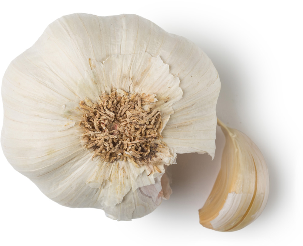 Ail frais (Allium sativum) | Lush France