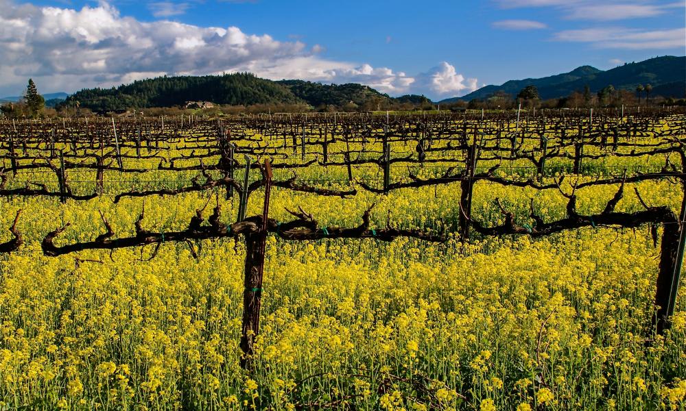 Visiting Napa Wineries In The Winter | Yvonne Rich