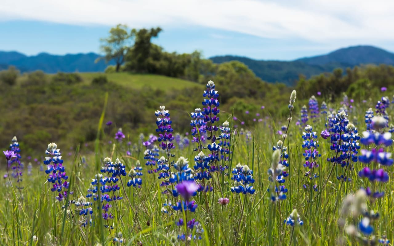 Tim Allen Properties Team | Carmel-By-The-Sea Real Estate Team