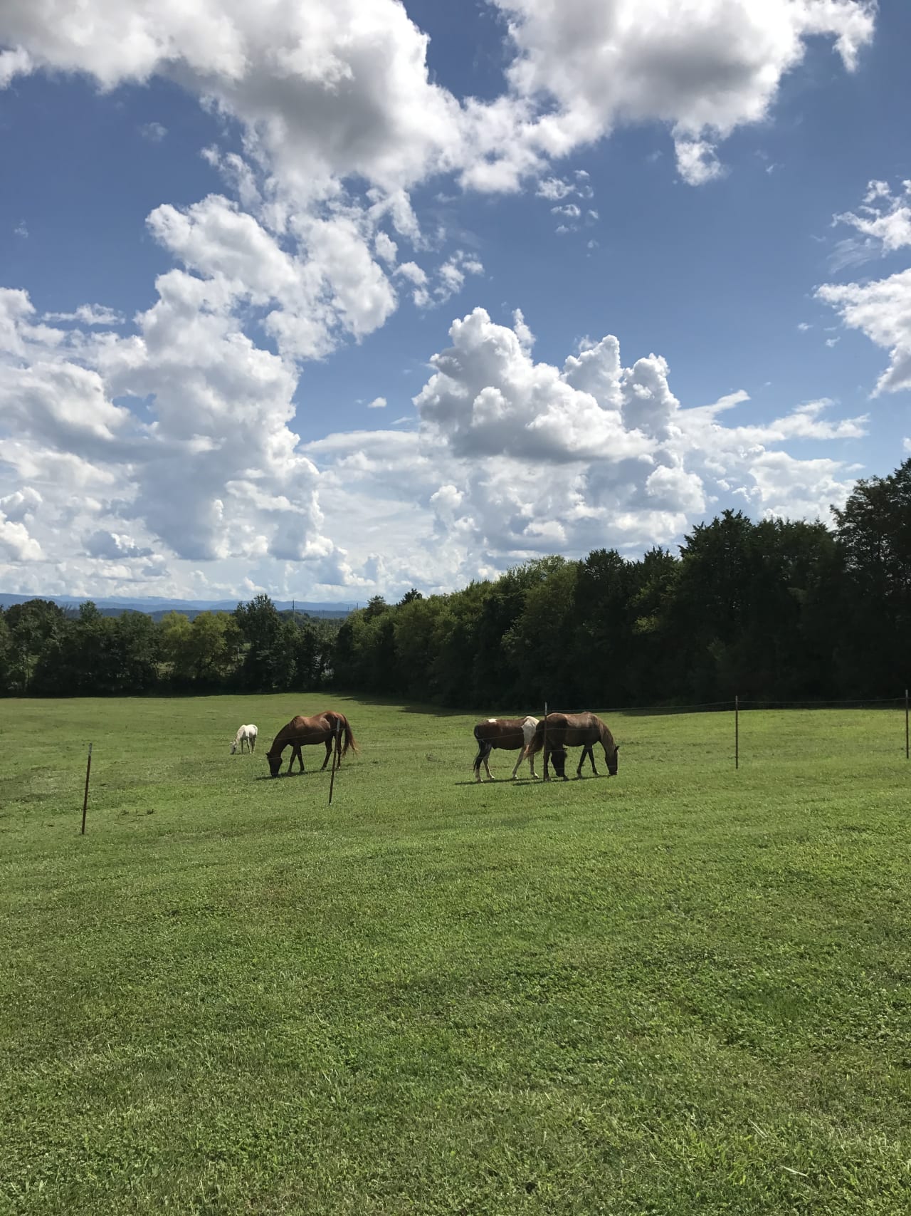 Strawberry Plains | Lucas Haun