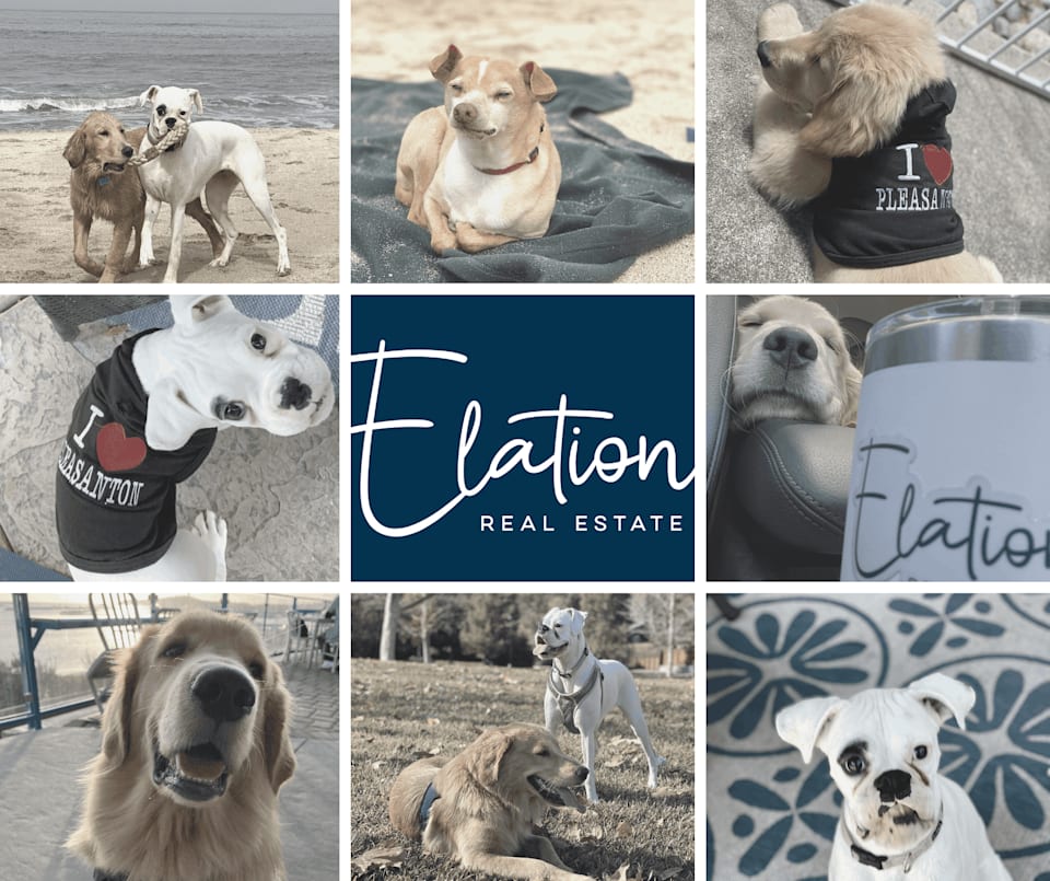A day in the life… of a Realtor’s dog. - Elation Real Estate