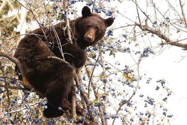 Spring Days Mean The Bears Are Coming Out Again | Own in Aspen