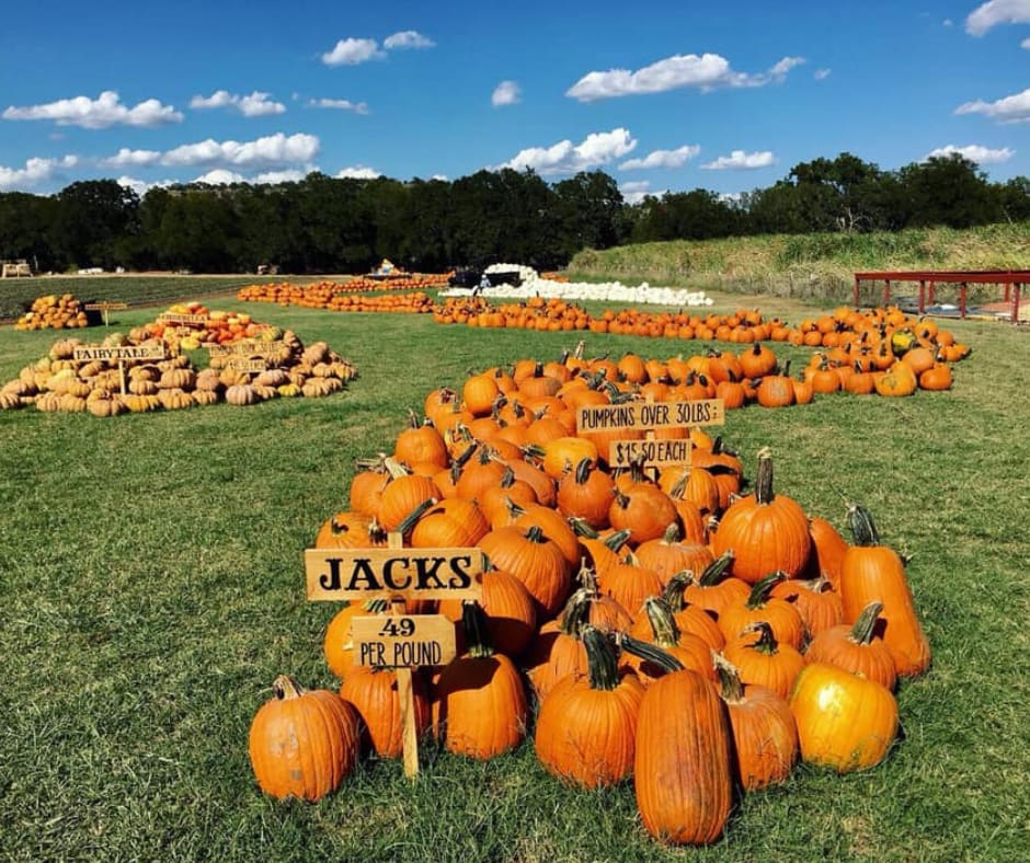 The Best Pumpkin Selection In, Out and Around Austin