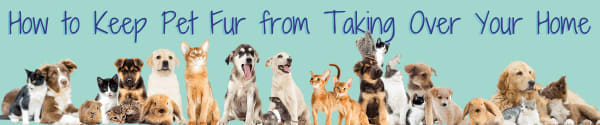 How to keep pet fur from taking over your home