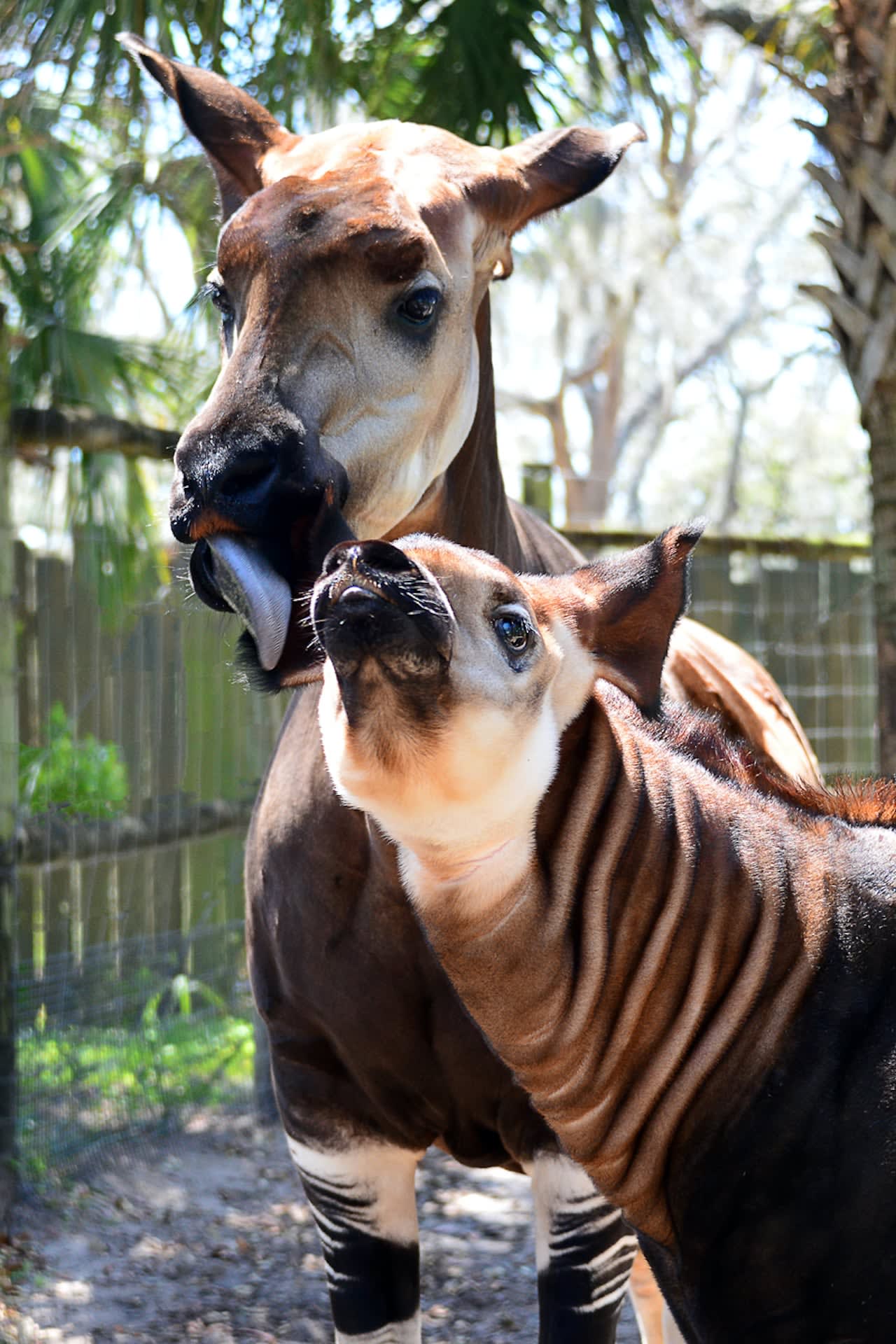 5 Things to Do in Tampa as a New Yorker | Kelly Burchill REALTOR®