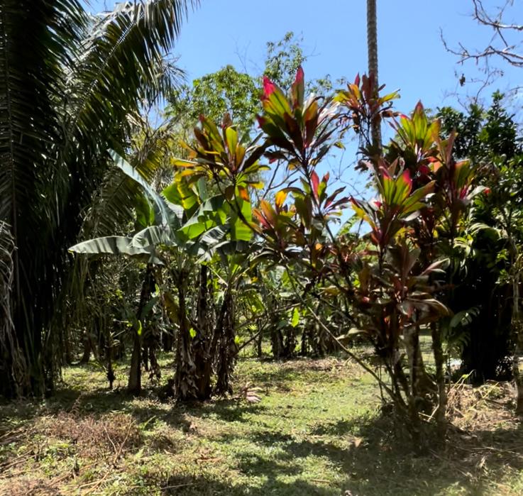 Off Grid Farm at the top of the Uvita mountain range