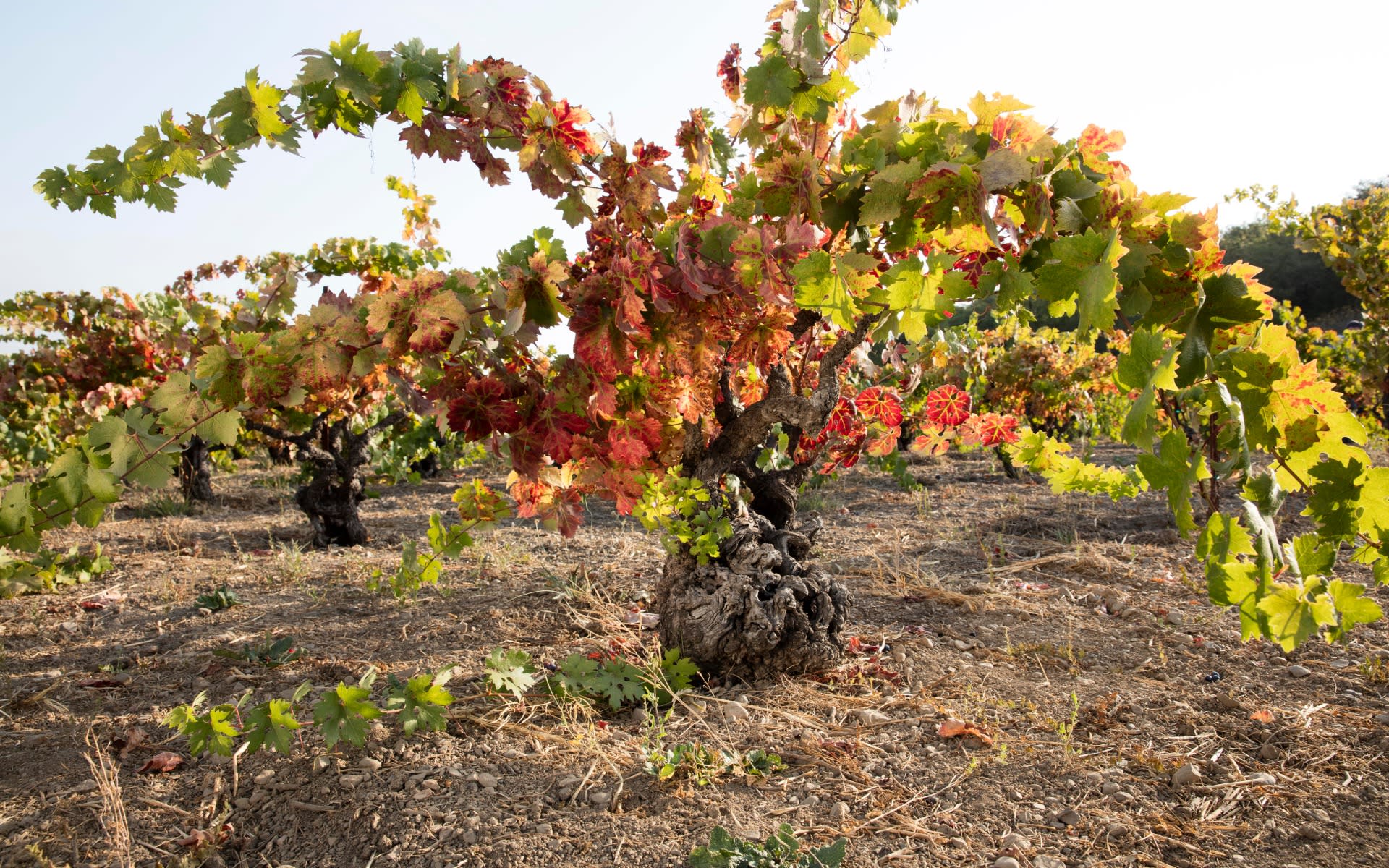 Land Consulting | Jeff & Casey Bounsall