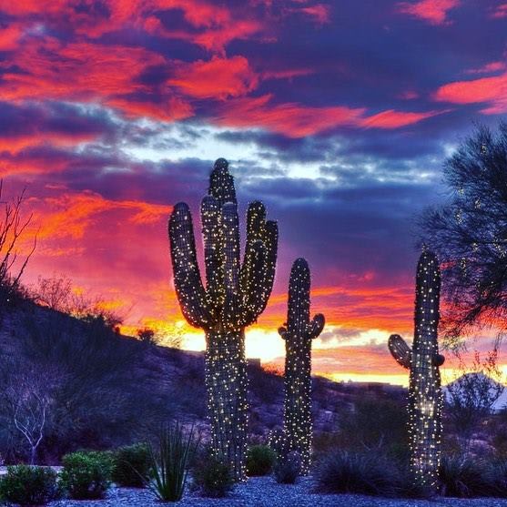 How to Decorate Cactus with Lights | Blog | The Sonoran Lifestyle Team
