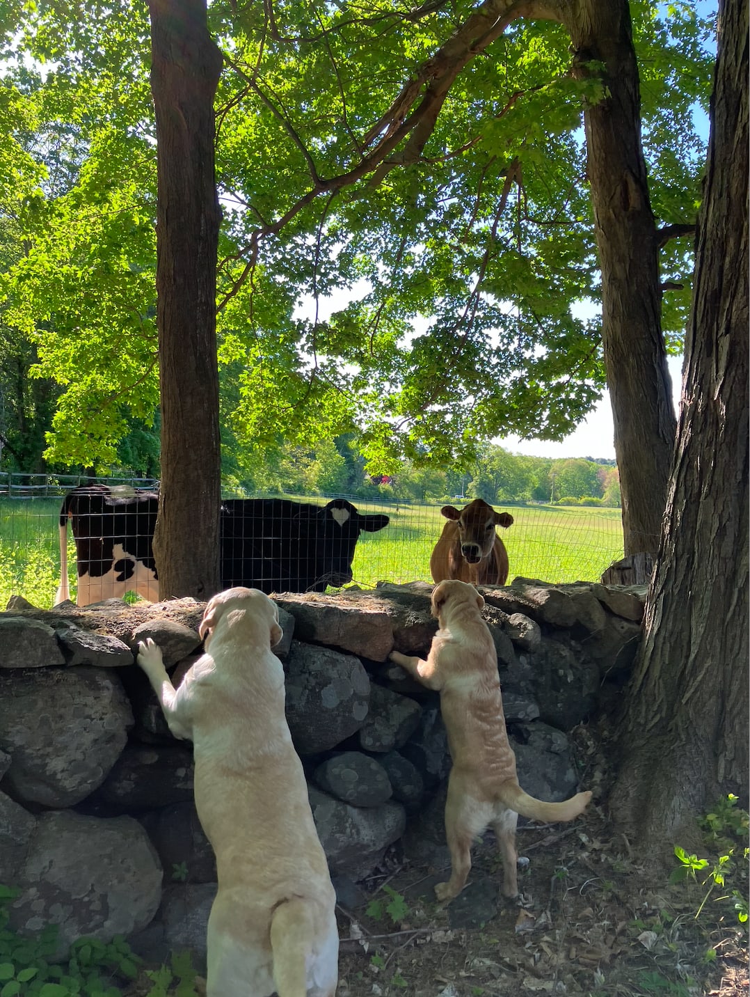 Agrihood | Baiting Brook Farm