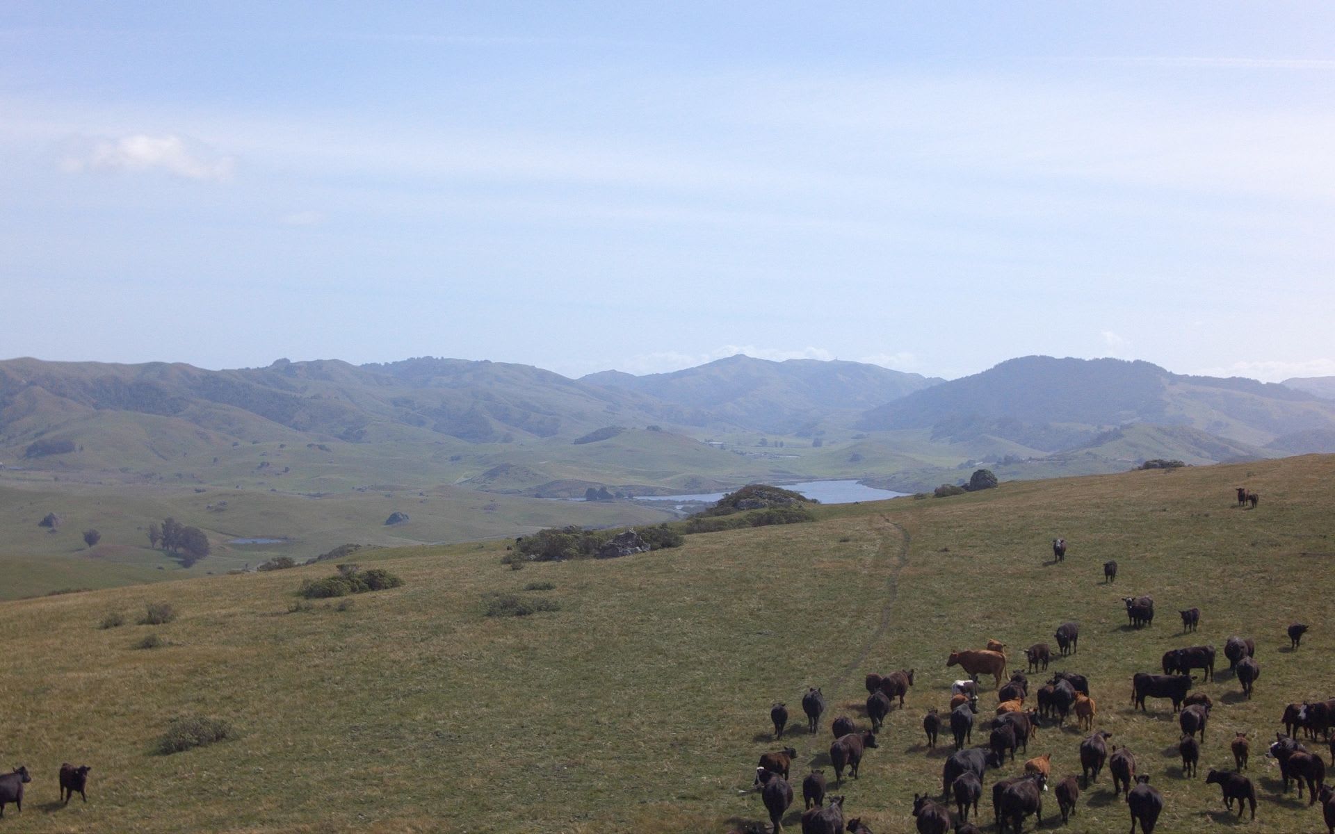 Gallery | Martinelli Ranch | Peter Maselli