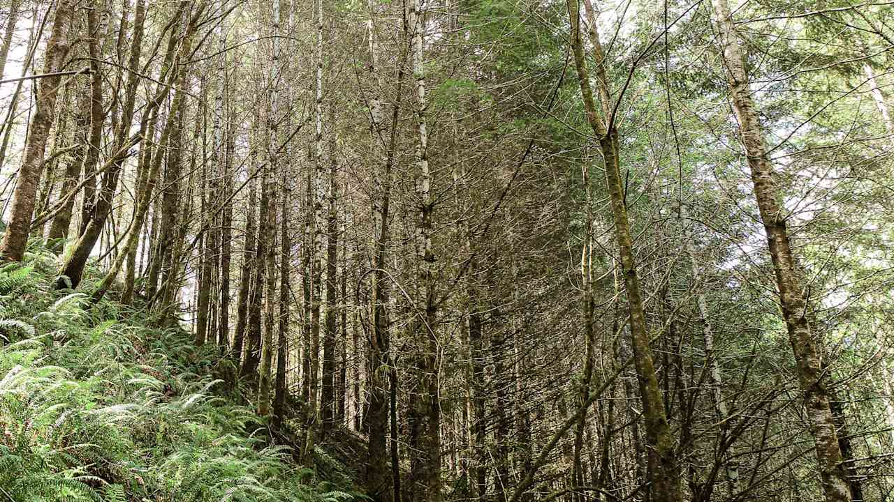 Eddyville/Sam's Creek Sealed Bid Offering (No Published Reserve)