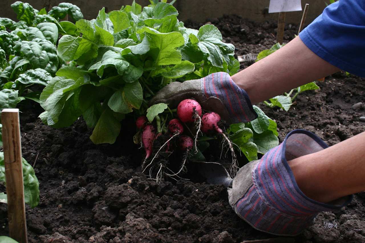Ep #46: Designing, Building, and Maintaining a Vegetable Garden with ...