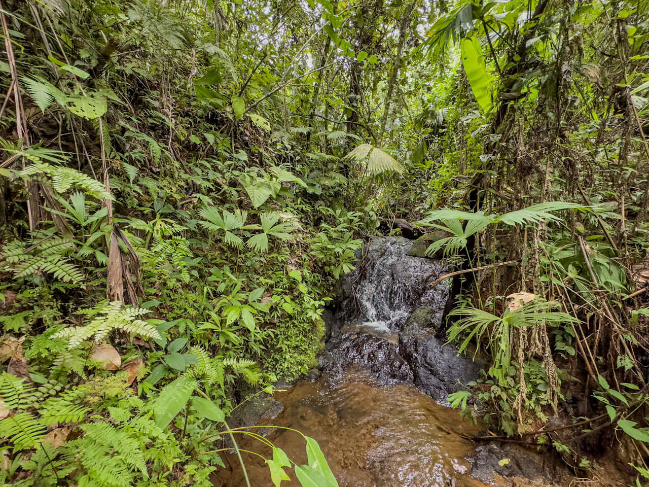 Eco Conservation Opportunity | 26 Acres of Costa Rican Nature