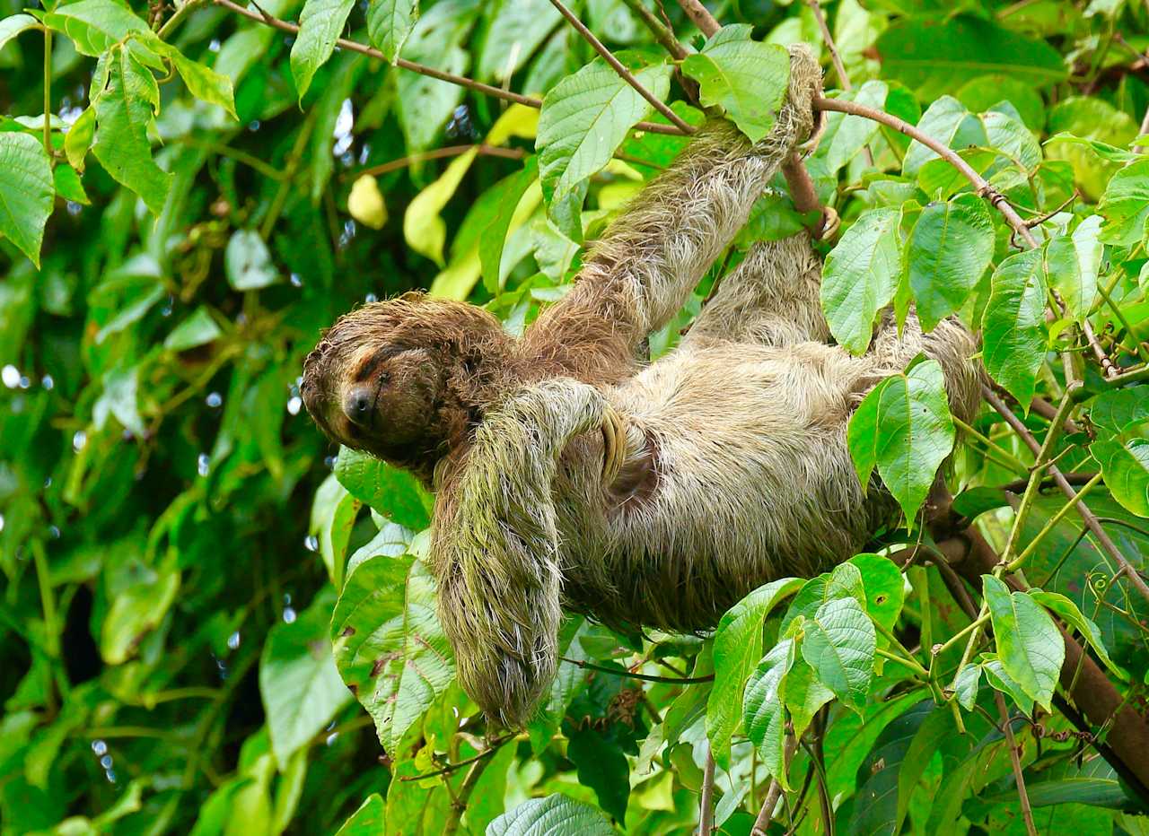 Wildlife•Wildlife •Wildlife, Tres Rios, Puntarenas