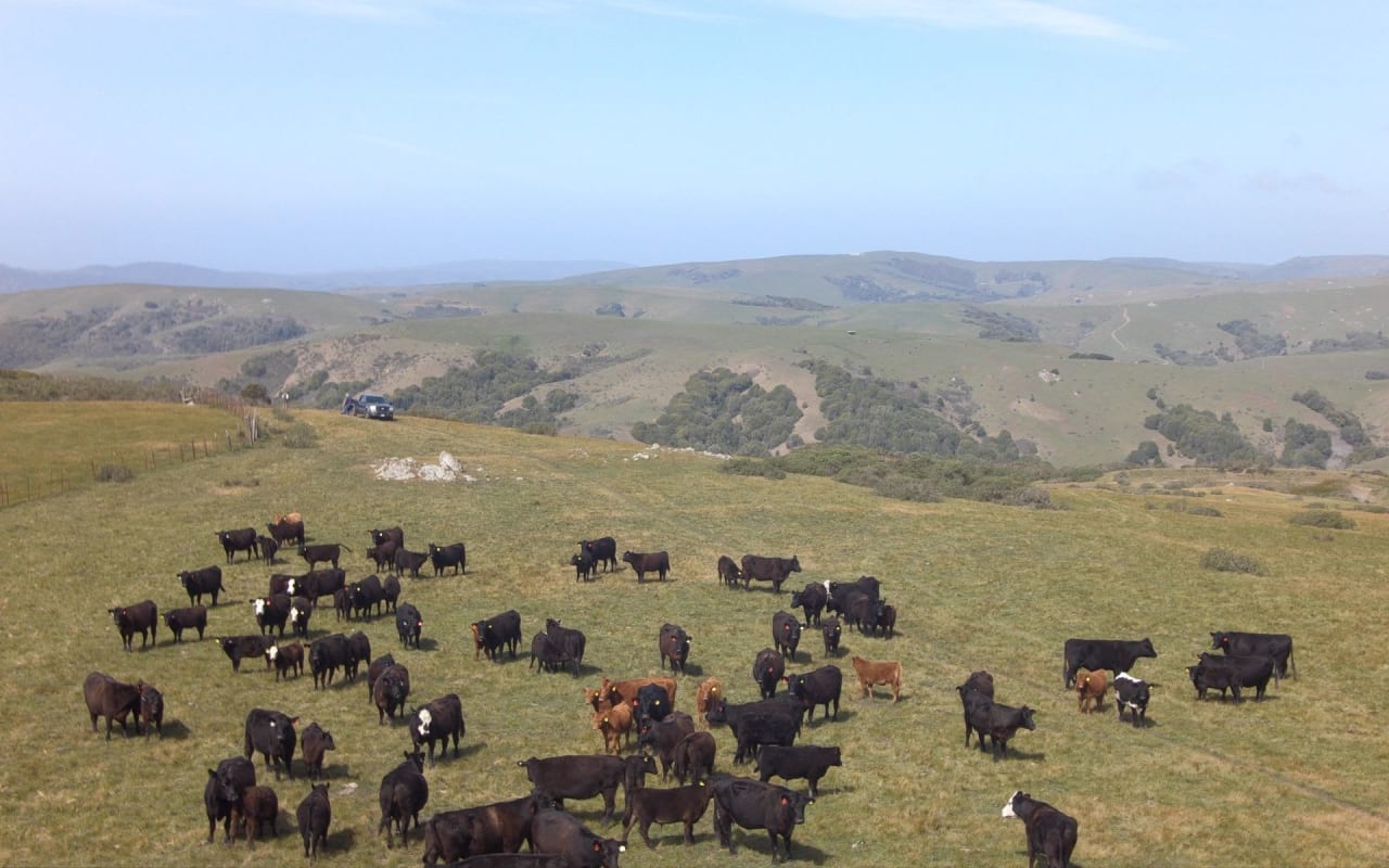 Martinelli Ranch | Peter Maselli