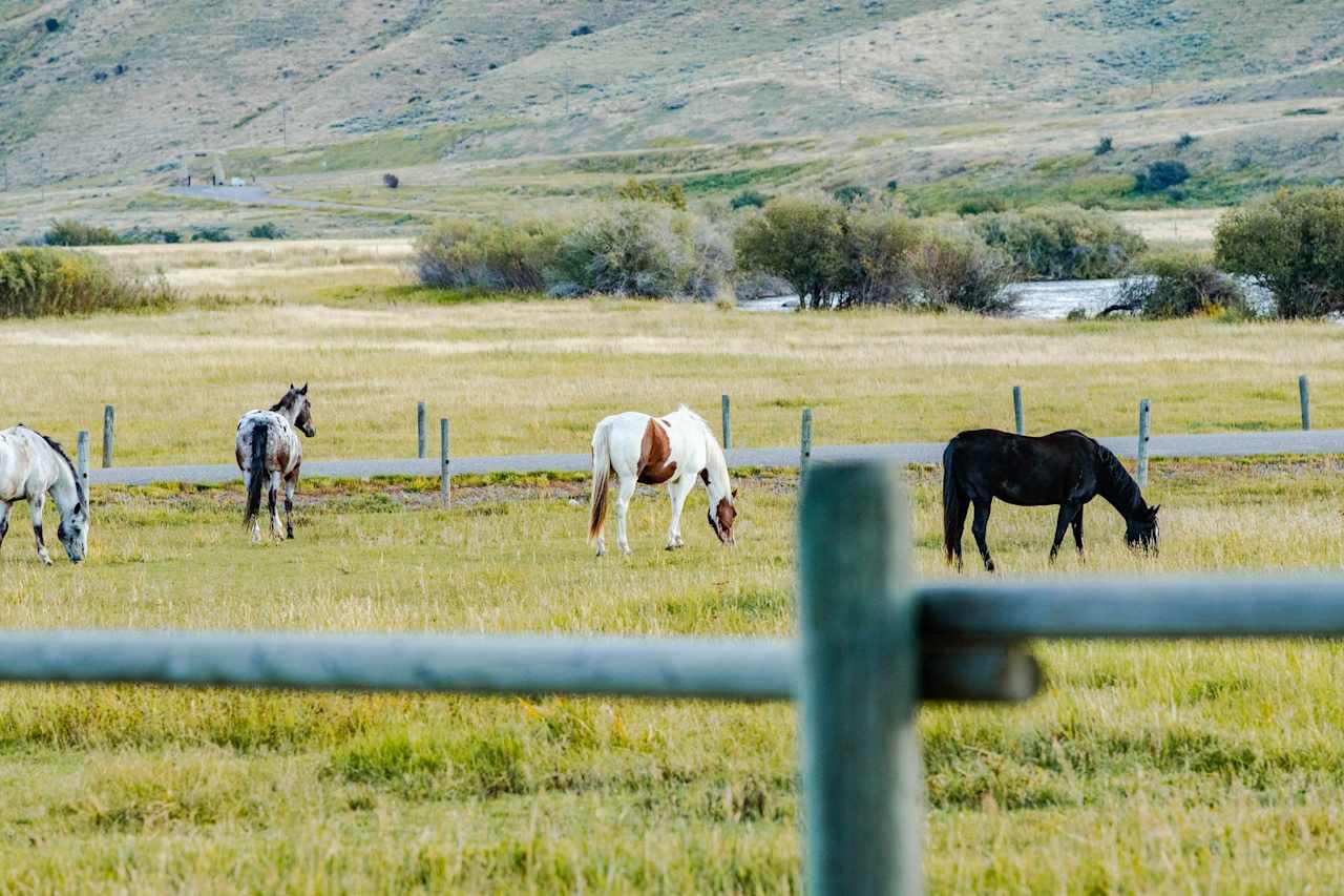 Dawn Myrvik | Sun West Ranch