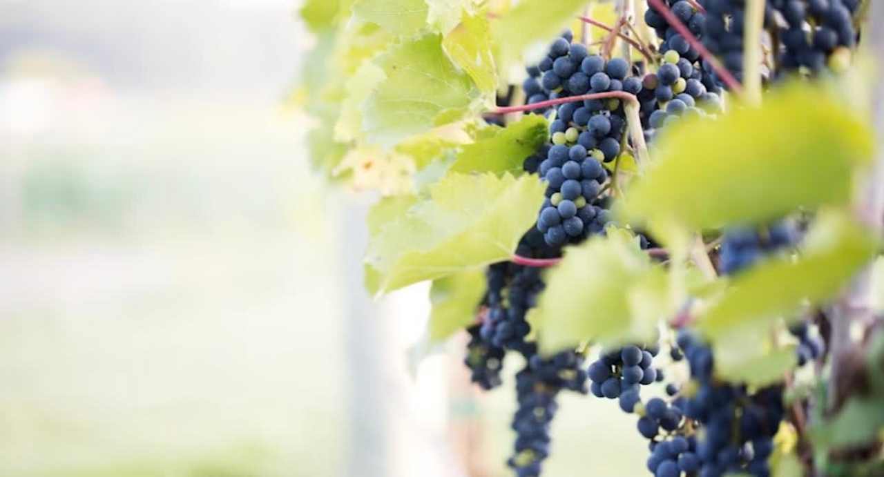 7 Vines Vineyard- winery Minnesota -Client Events