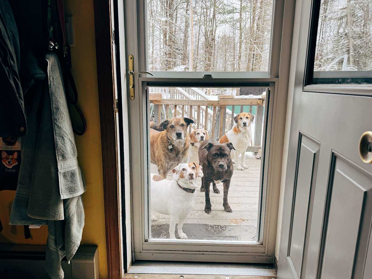 Finally Home Senior Dog Rescue | Emilie Cole