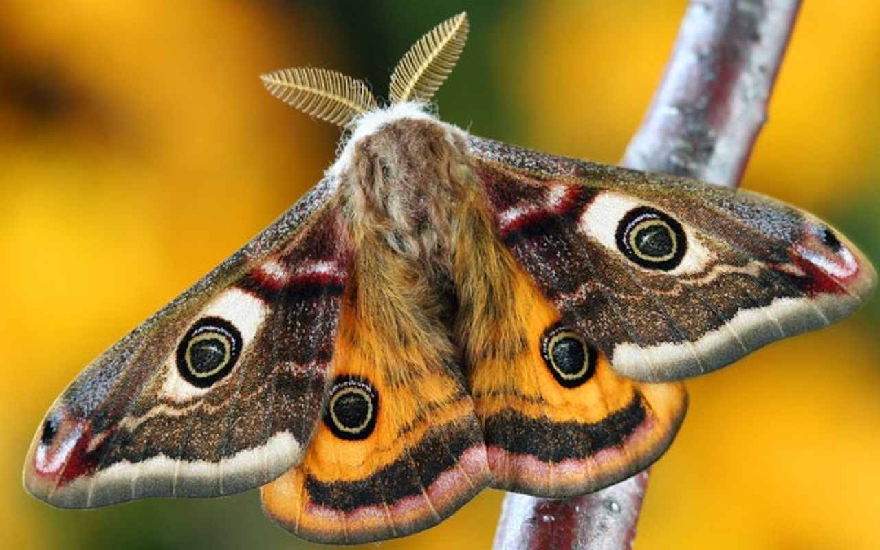 Moths in Arizona | Blog | The Sonoran Lifestyle Team