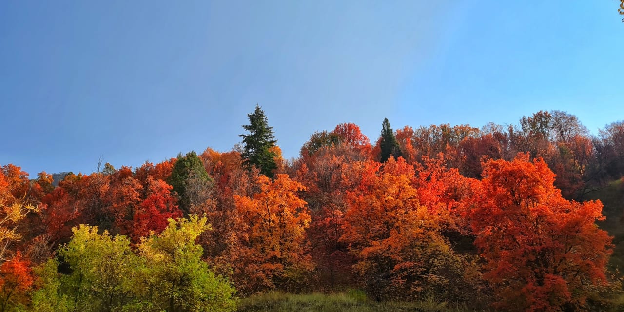 Best Fall Foliage Adventures in Boston | The Yates Team