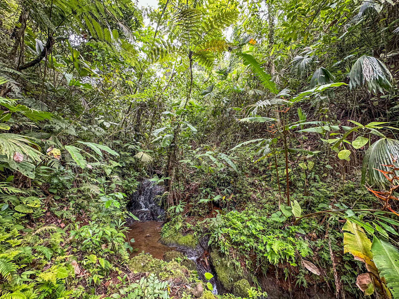 Eco Conservation Opportunity | 26 Acres of Costa Rican Nature