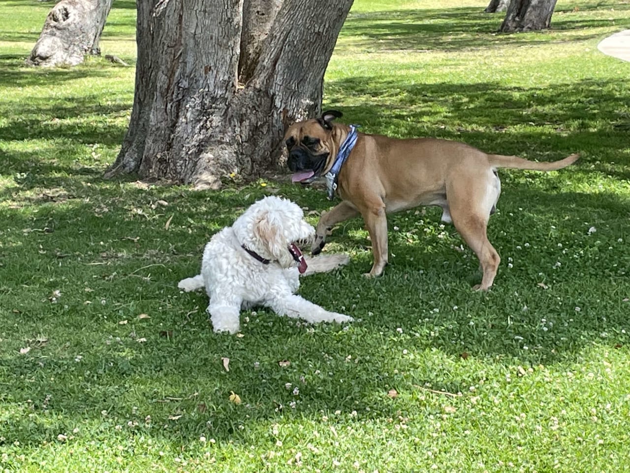 The Ultimate Guide to South Bay Los Angeles Dog Parks - A Local ...