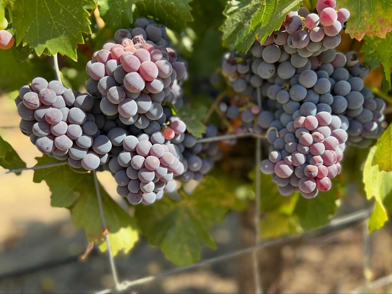 Grapevine | Neighborhood Guide