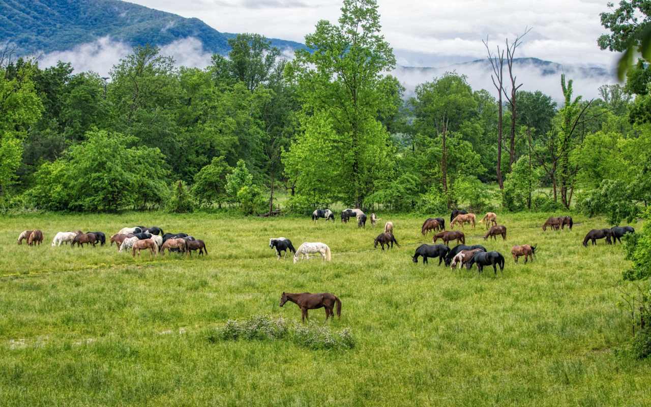 Kate Giarratana | Nashville Real Estate Agent