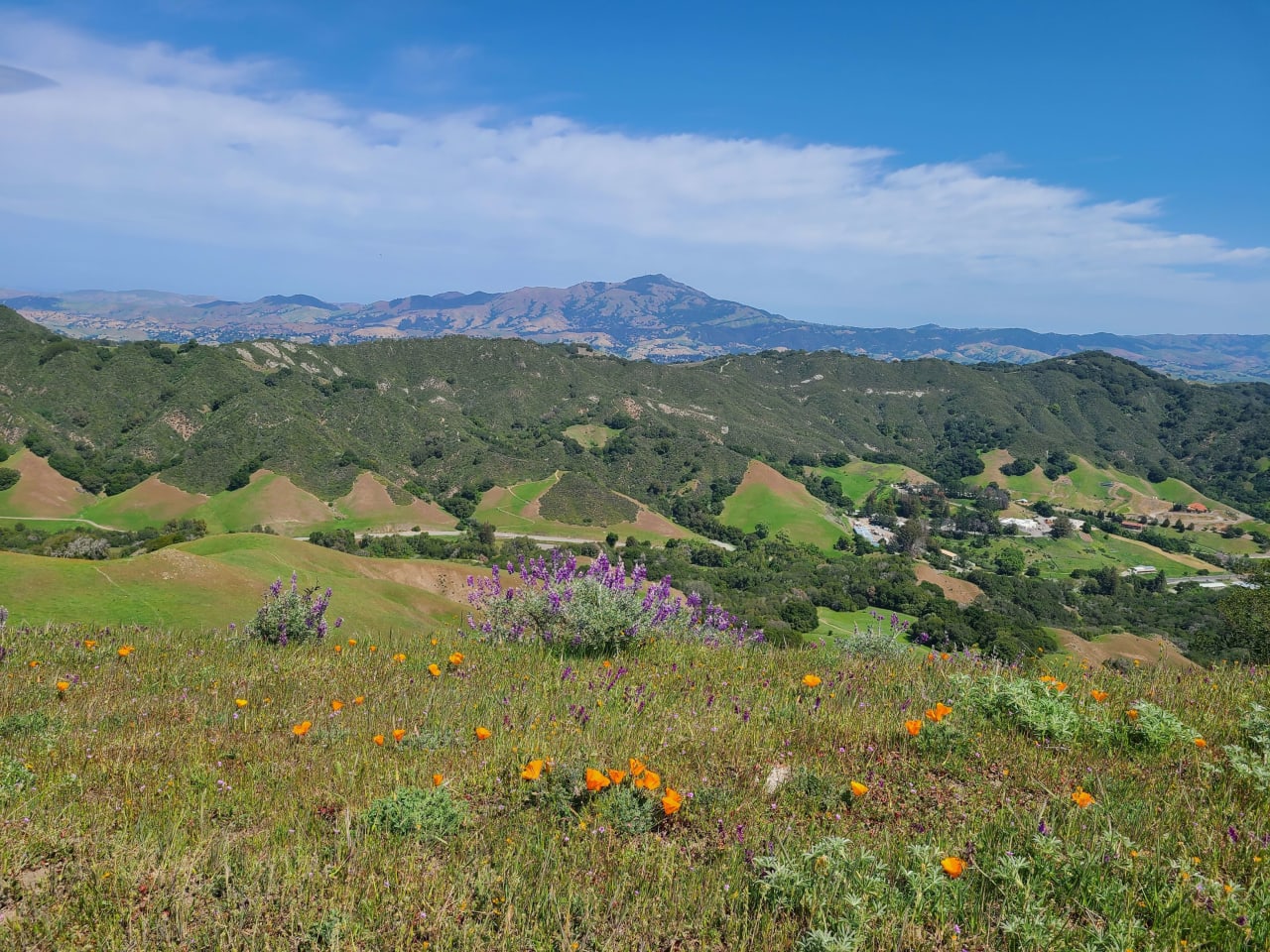 Christina Linezo | Orinda Real Estate