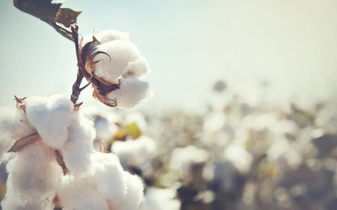 5 C's of Arizona | Blog | The Sonoran Lifestyle Team