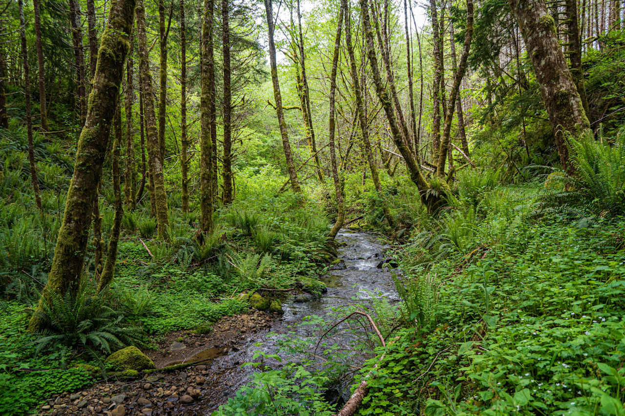 Three Rivers Conservation Project - Ensuring Roosevelt Elk Habitat | Blog