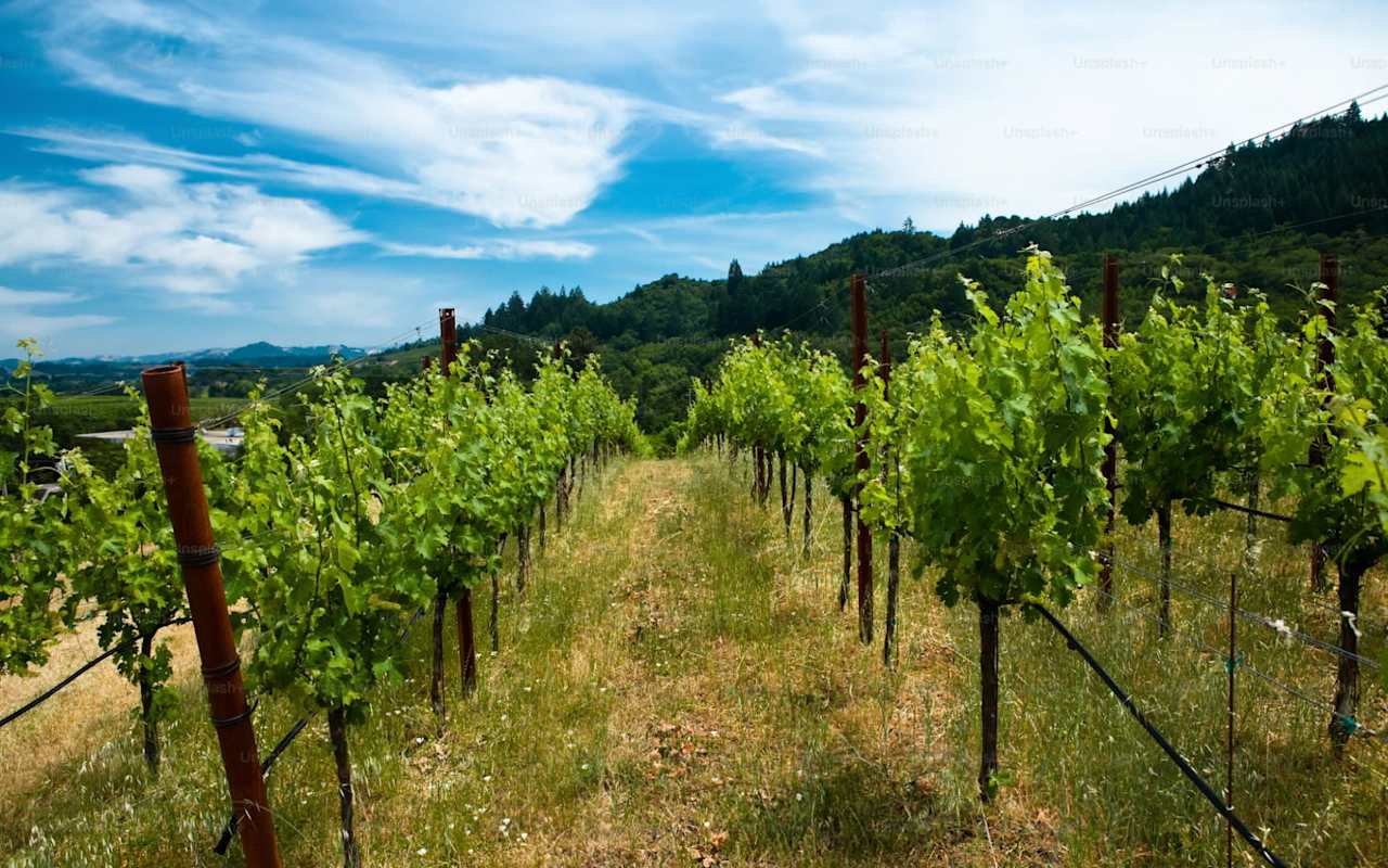 Best Wineries in the Blue Ridge Mountains | Blog | Kim Knutzen | Kim ...