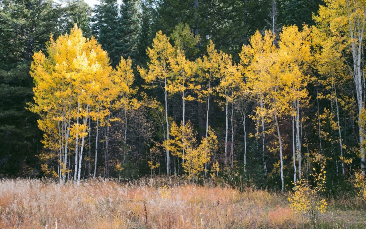 What is a Perc Test, and Do You Need One? | Blog | Range Realty Co.