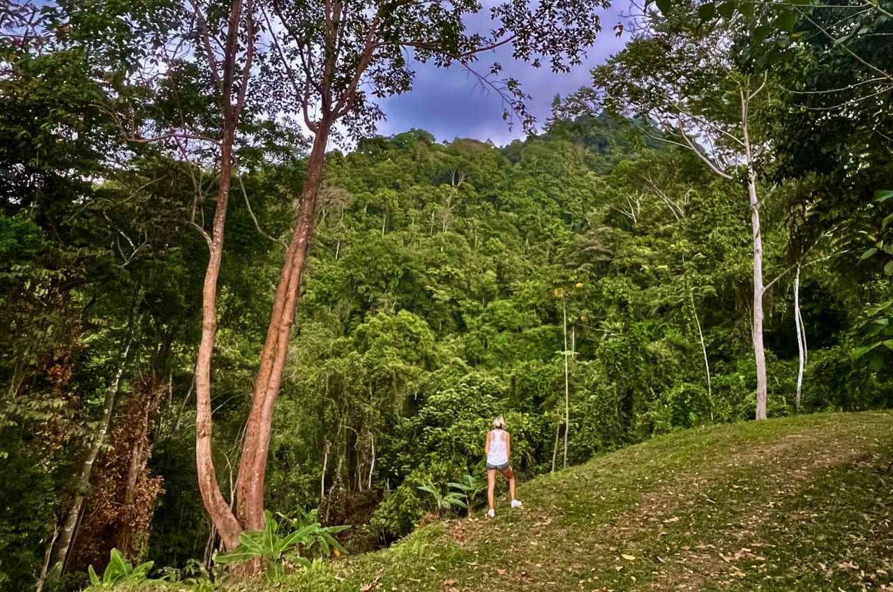 Wildlife•Wildlife •Wildlife, Tres Rios, Puntarenas