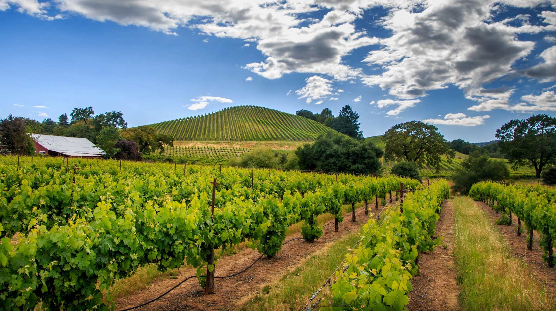 Monica Bugica | Sonoma County Real Estate