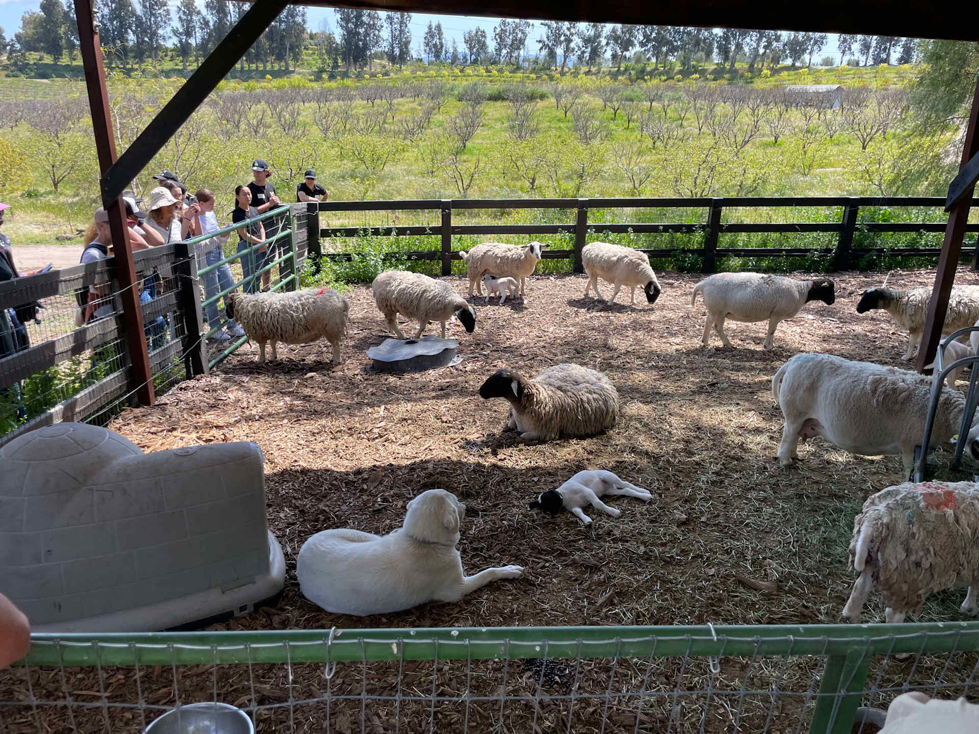 The Biggest Little Farm