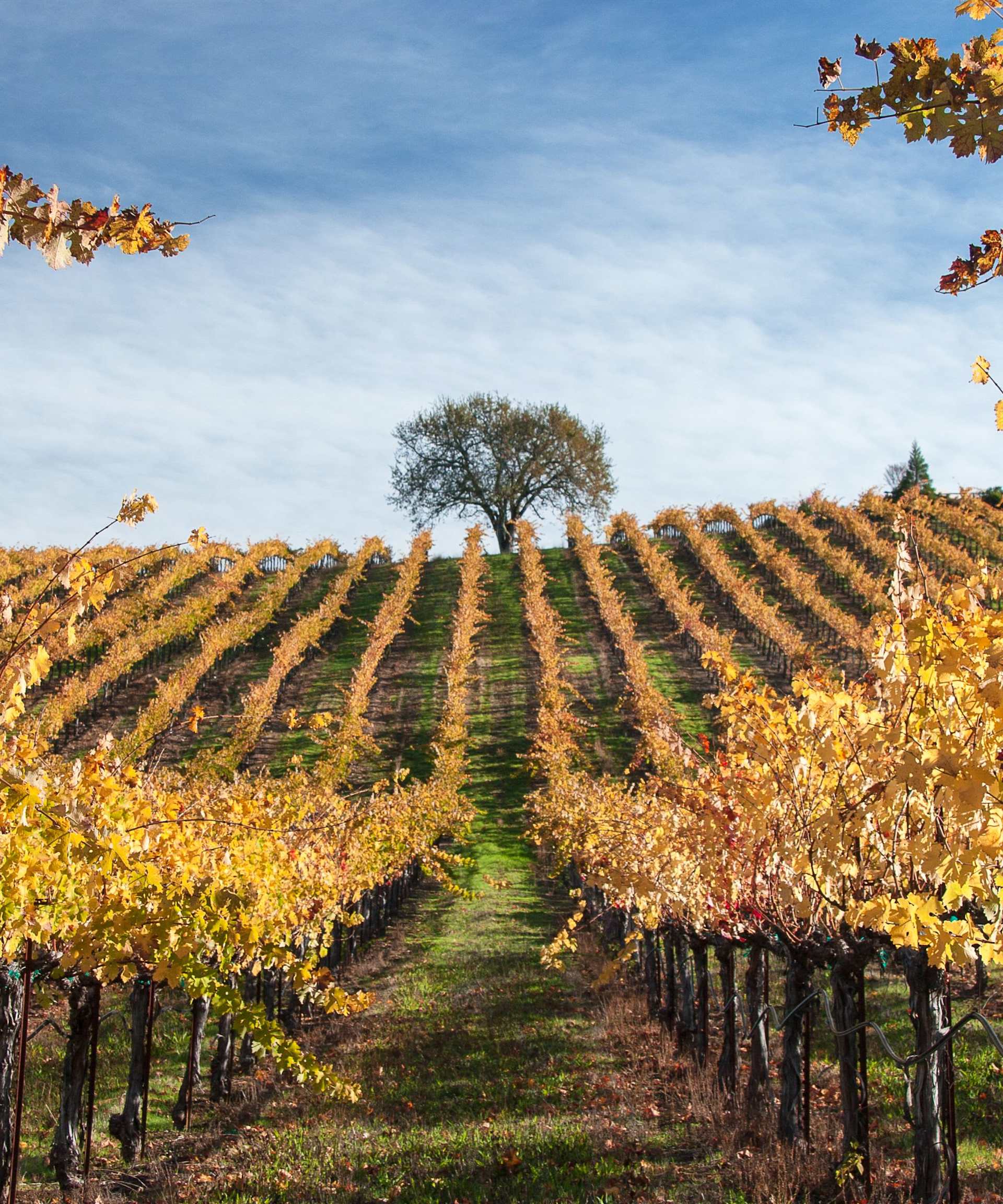 Heather Dene | Napa Valley & Southern California Real Estate