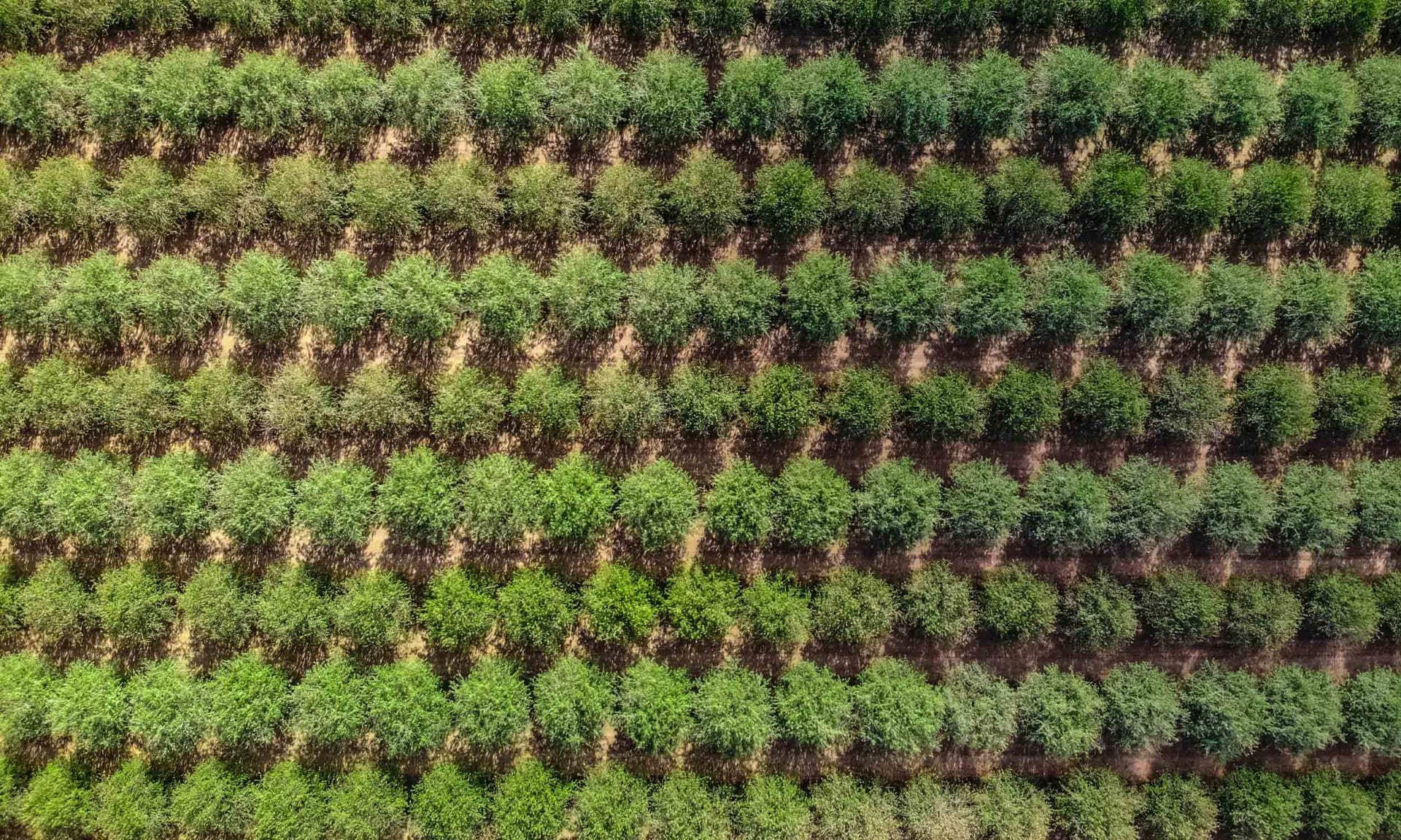 Agricultural Properties - Premier California Properties