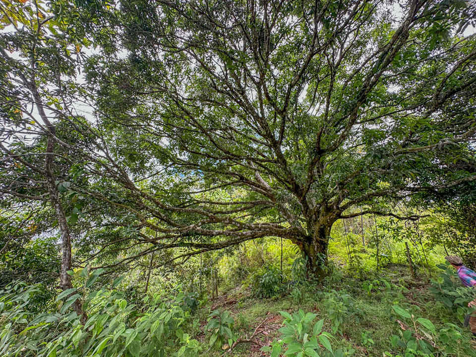Eco Conservation Opportunity | 26 Acres of Costa Rican Nature