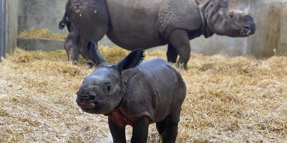 Denver’s Newest Resident Has Arrived: the Cutest Little Rhino | Blog ...