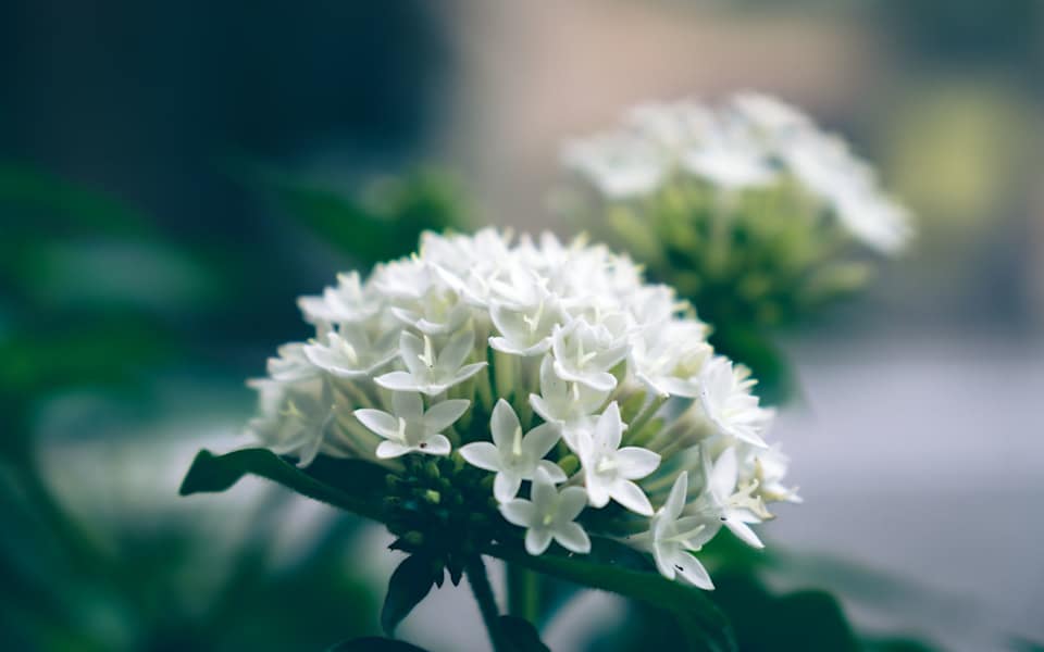 Your Guide To Growing Pentas Plants At Home | Blog