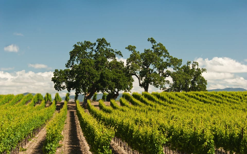 Stanly Ranch - Luxury Housing | Kim Caterino Napa Real Estate